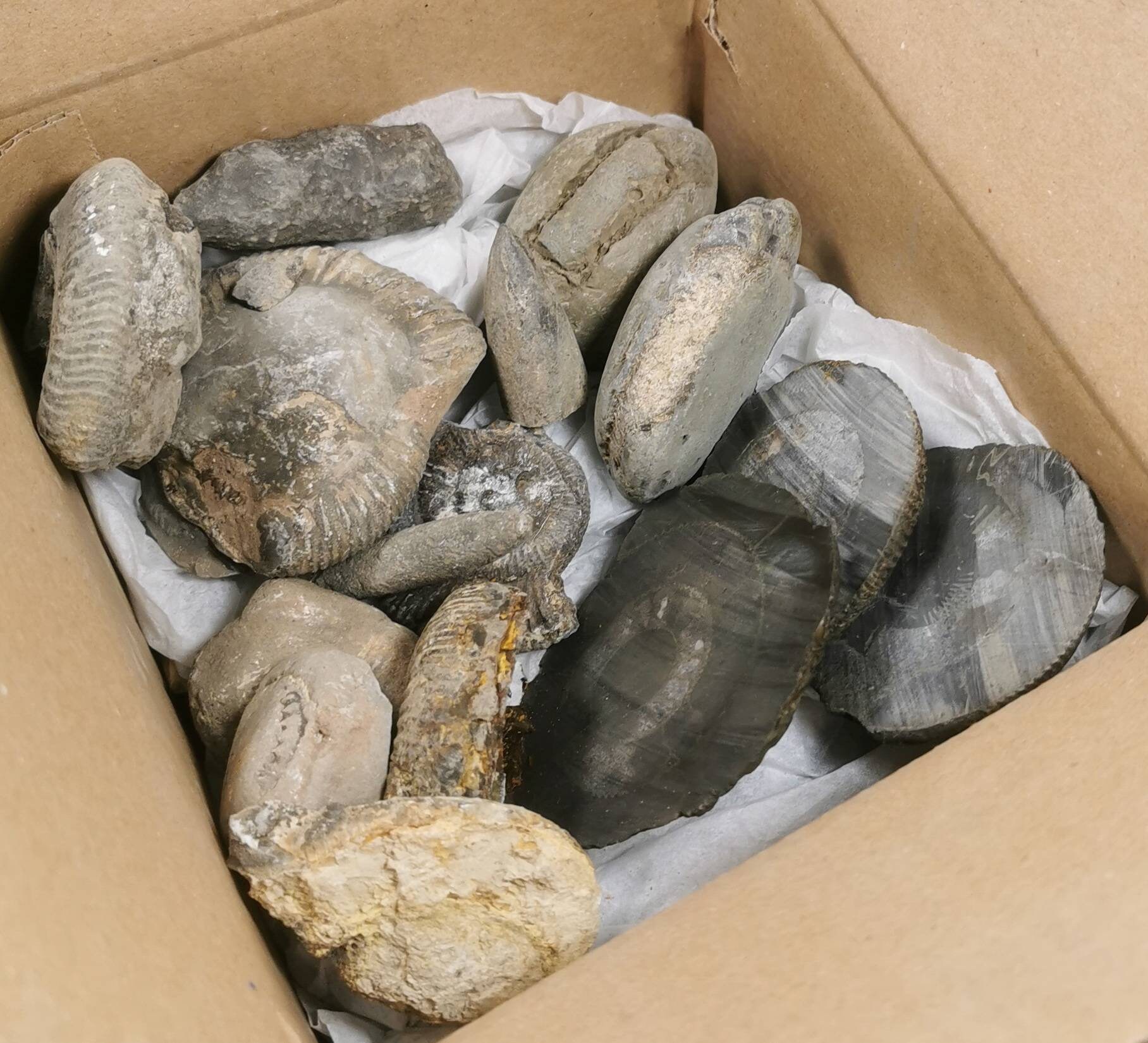 1-1.5KG DELUXE FOSSIL BUNDLE - Etsy