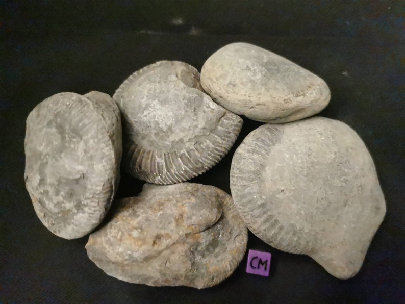 PREP YOUR OWN Ammonite Fossils - Etsy