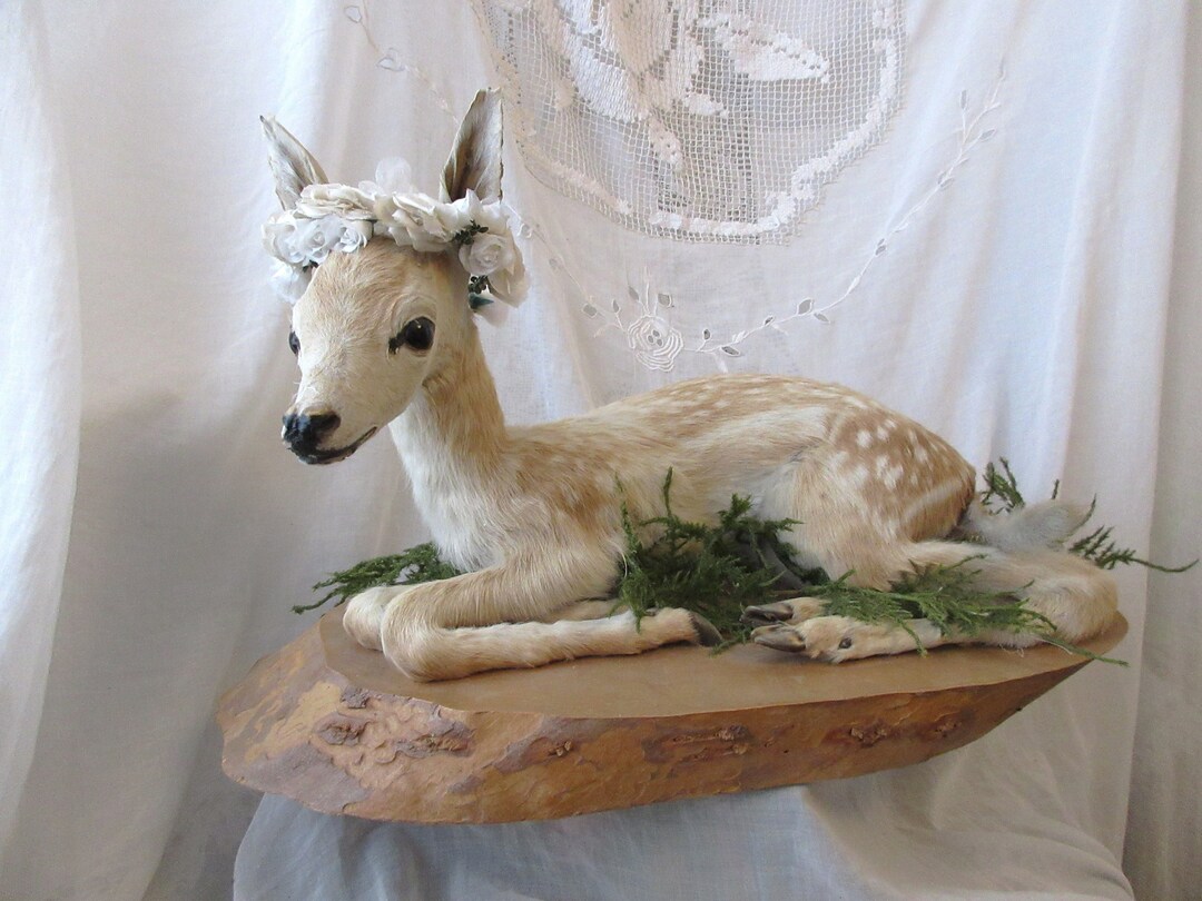 Antique Taxidermy Fawn Bambi Fawn Taxidermy Boudoir Shabby Boho ...