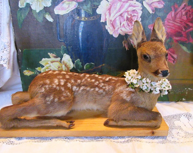 Antique Taxidermy Fawn Bambi Roe Deer Taxidermy Boudoir Shabby Boho ...
