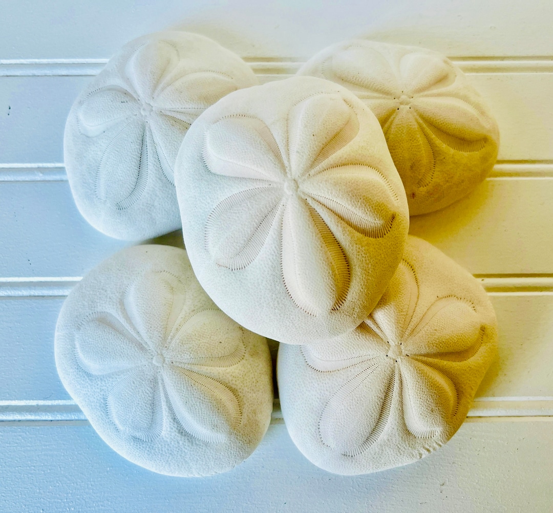 Extra Large Sea Biscuit Puffy Starfish Natural Shells for Home Decor ...