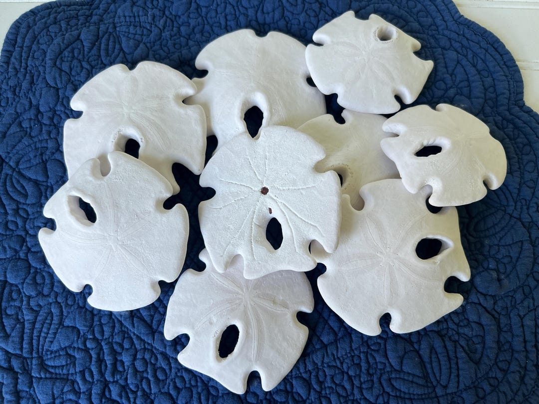 Arrowhead Sand Dollars 3" Size Set of Three Natural Shells for Home Decor, Beach Weddings, Craft ...