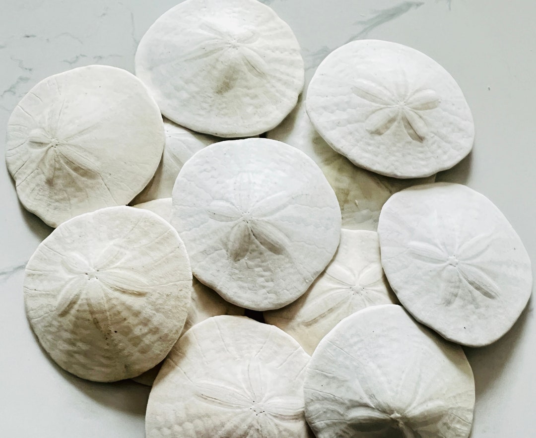 Set of Six 2 1/2" to 3" Size Sand Dollars, Beautiful California Natural ...