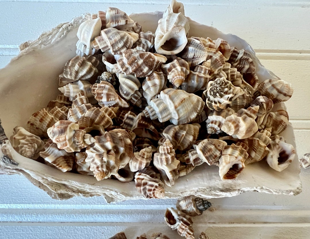 Red Banded Nassa Shells 4 Ounce Bag of 1" Six Natural Shells for Home ...