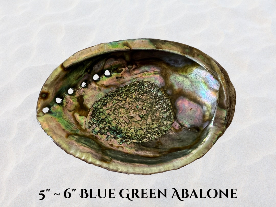 Large Blue Green Threaded Abalone Shell 5" to 6" Size for Smudge Pots ...
