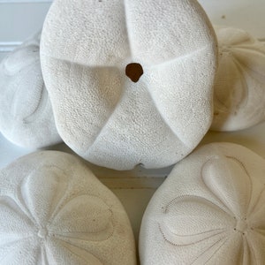 Large Sea Biscuit Puffy Sand Dollars 3" Size Natural Shells for Home ...
