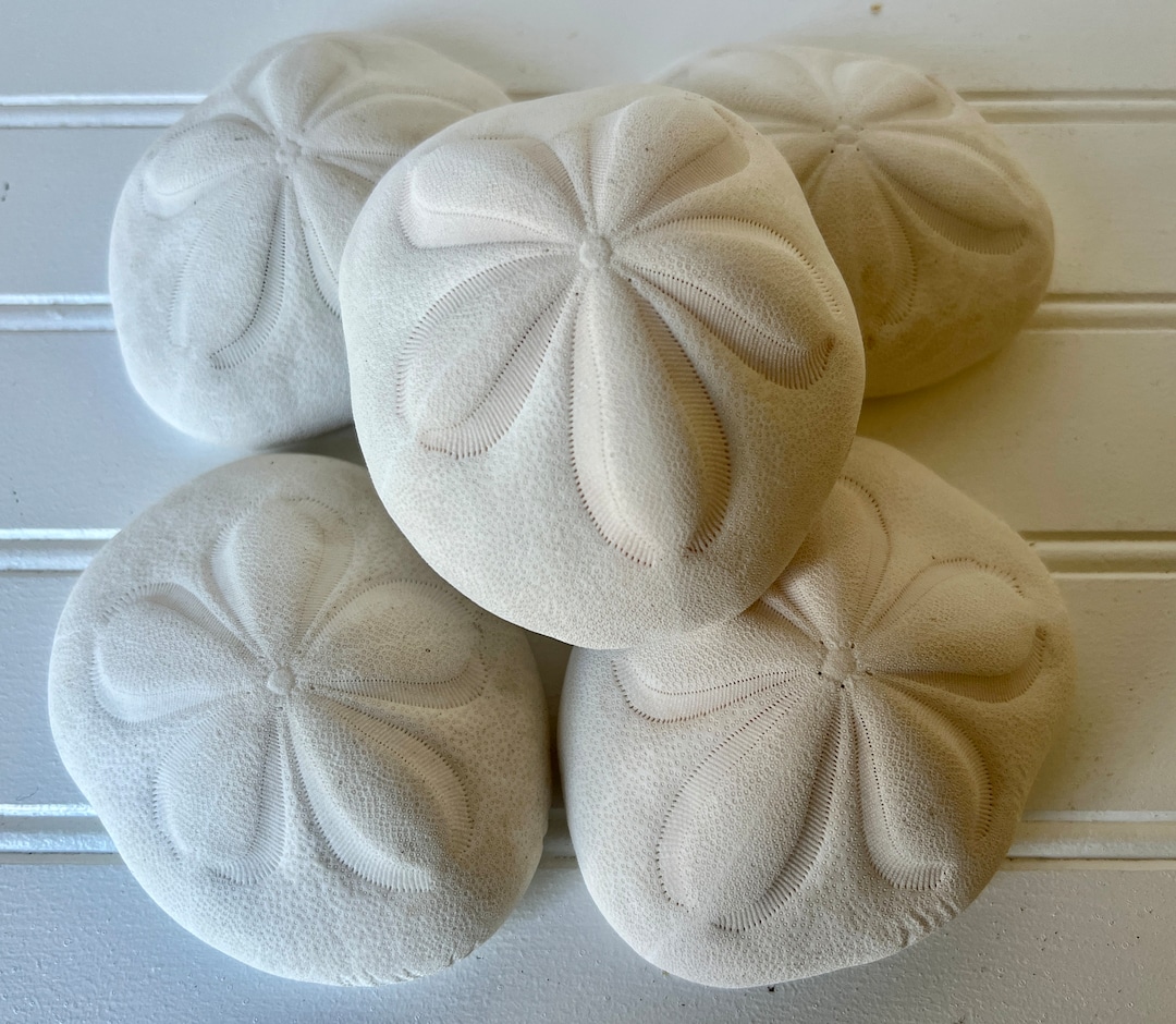 Extra Large Sea Biscuit Puffy Starfish Natural Shells for Home Decor ...