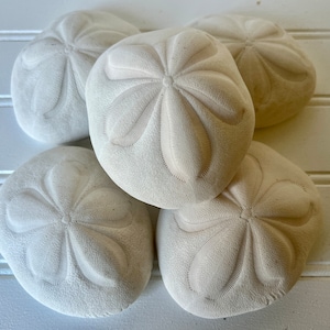 Large Sea Biscuit Puffy Sand Dollars 3" Size Natural Shells for Home ...