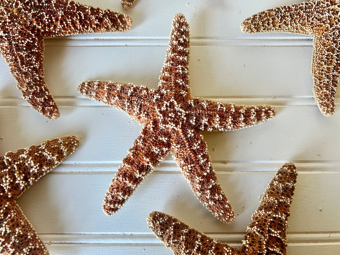Sugar Starfish Large 6" Size Natural Star Fish Beautiful Sea Stars for ...