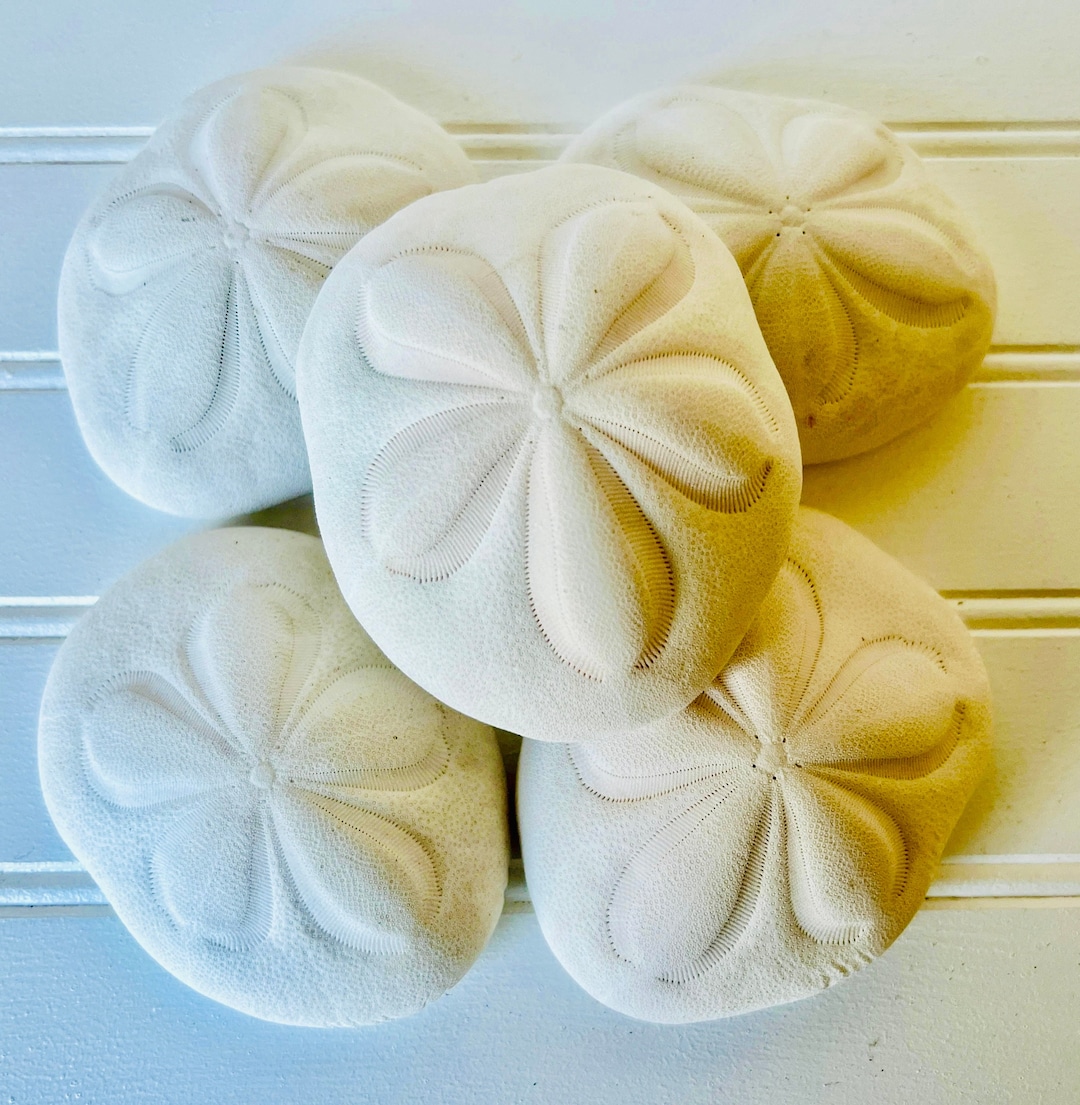 Large Sea Biscuit Puffy Sand Dollars 3" Size Natural Shells for Home ...