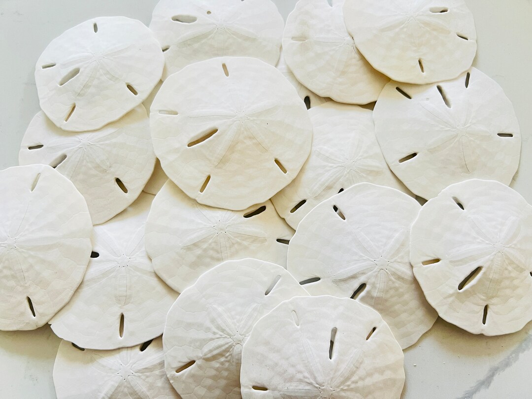 Beautiful Real Keyhole Sand Dollar Set of Six Large 3.5 Size Natural ...