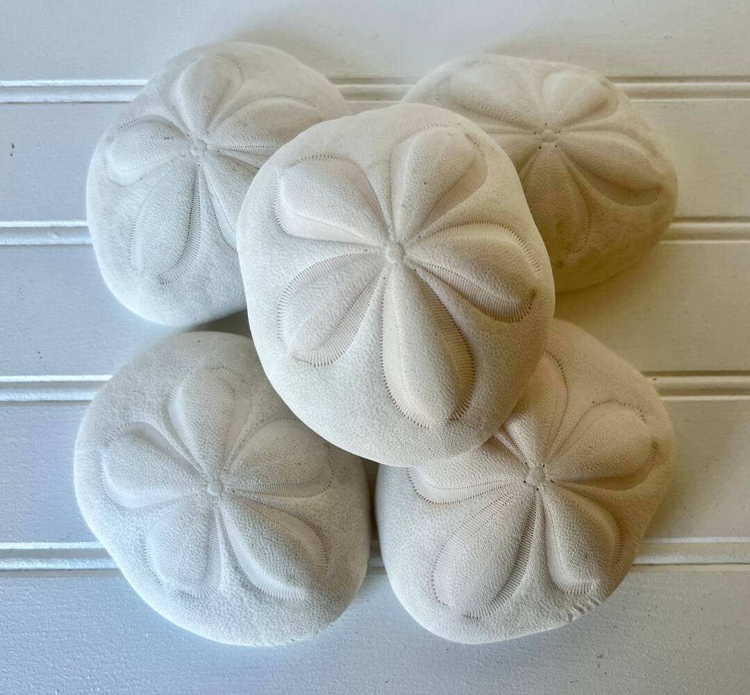 Large Sea Biscuit Puffy Starfish 3 Size Natural Shells for Home Decor ...