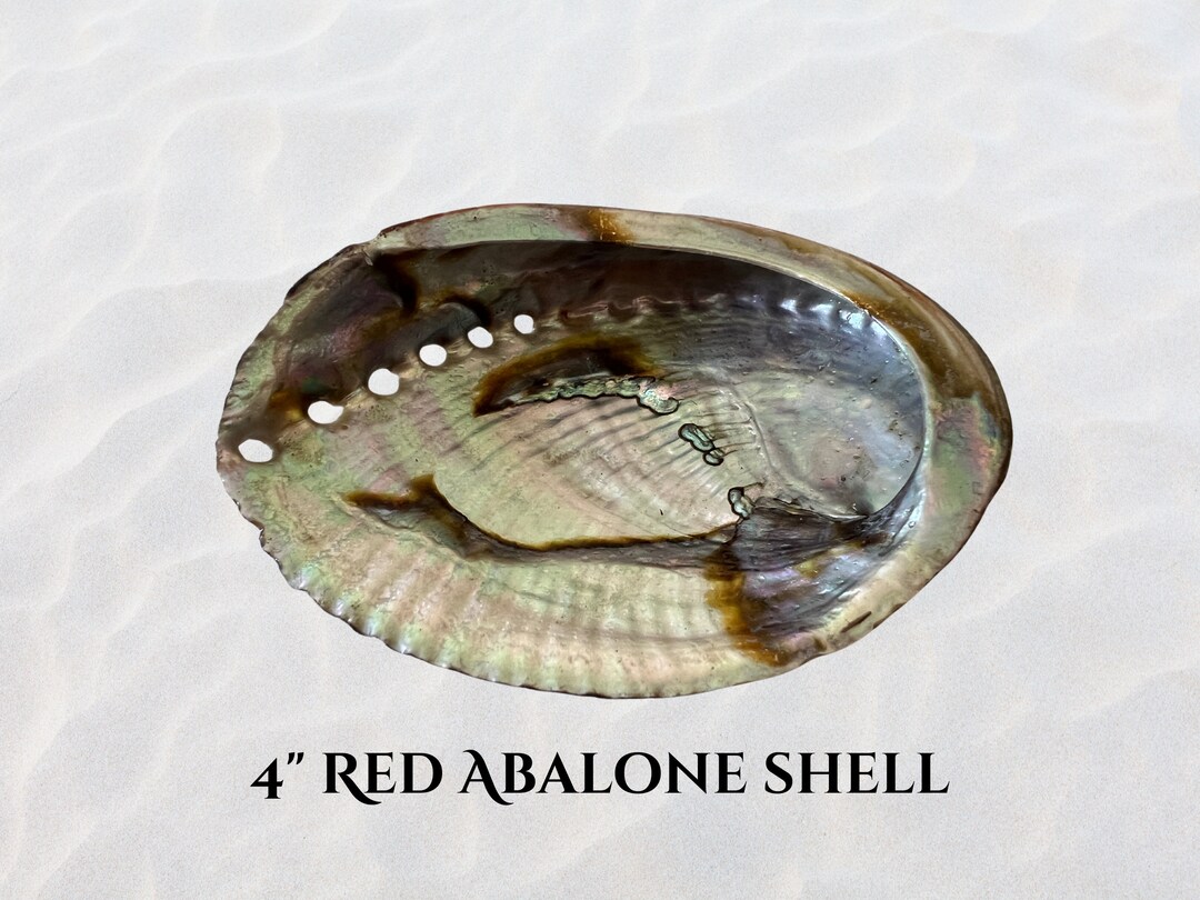 Red Threaded Abalone Shell 4" Size for Wedding Decor, Home Decor ...