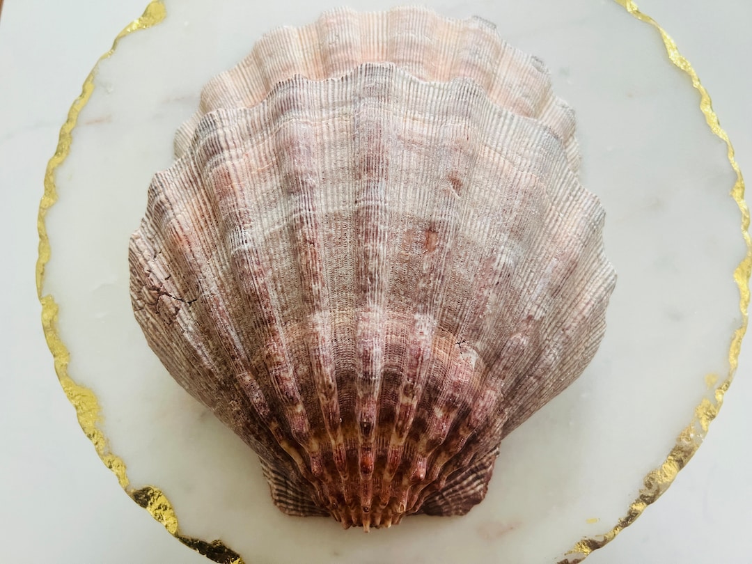 Large Lion's Paw Scallop Shells Set of Two 5 to 6 Inch Size, Natural ...