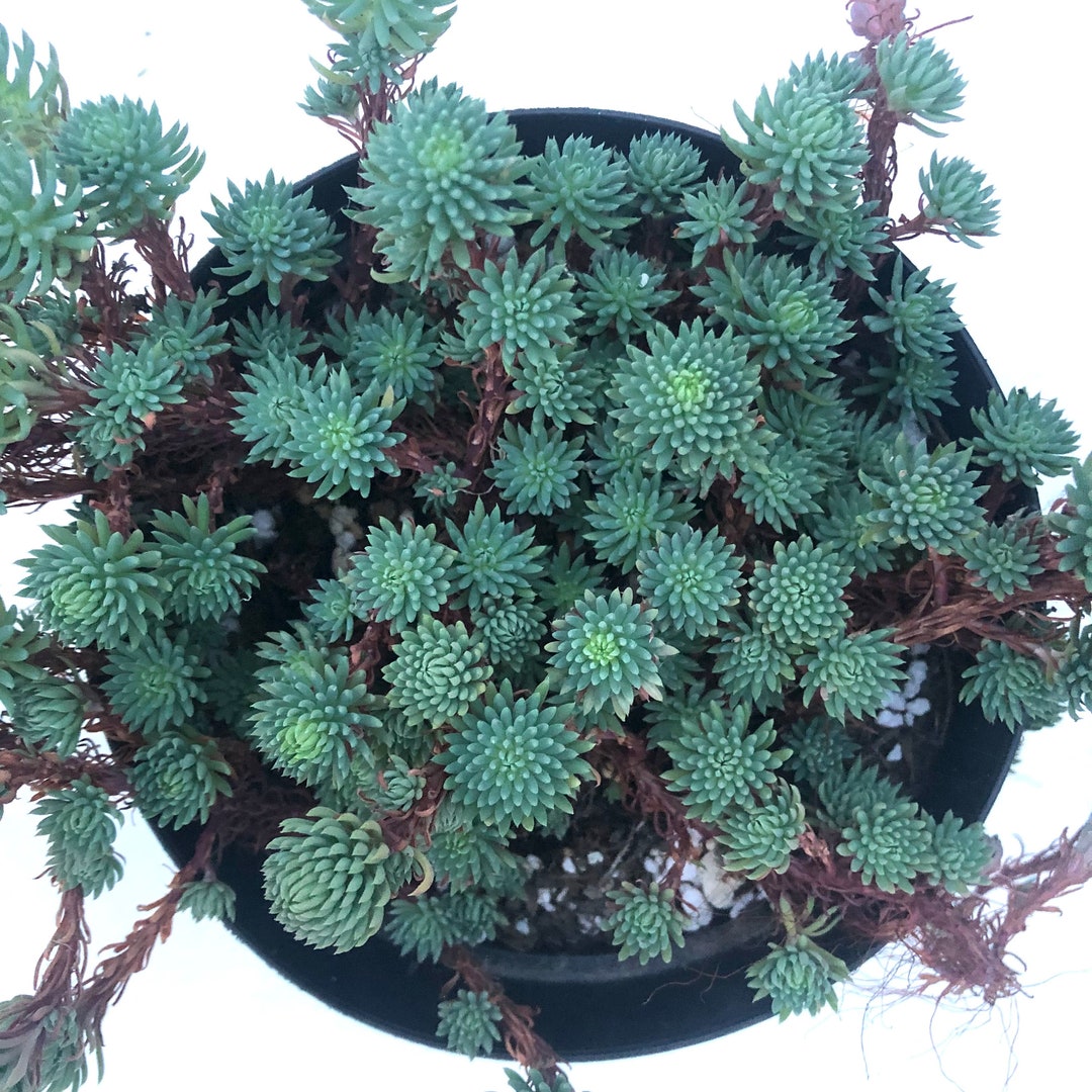 Petrosedum Forsterianum - Rock Stonecrop Cuttings - Etsy UK