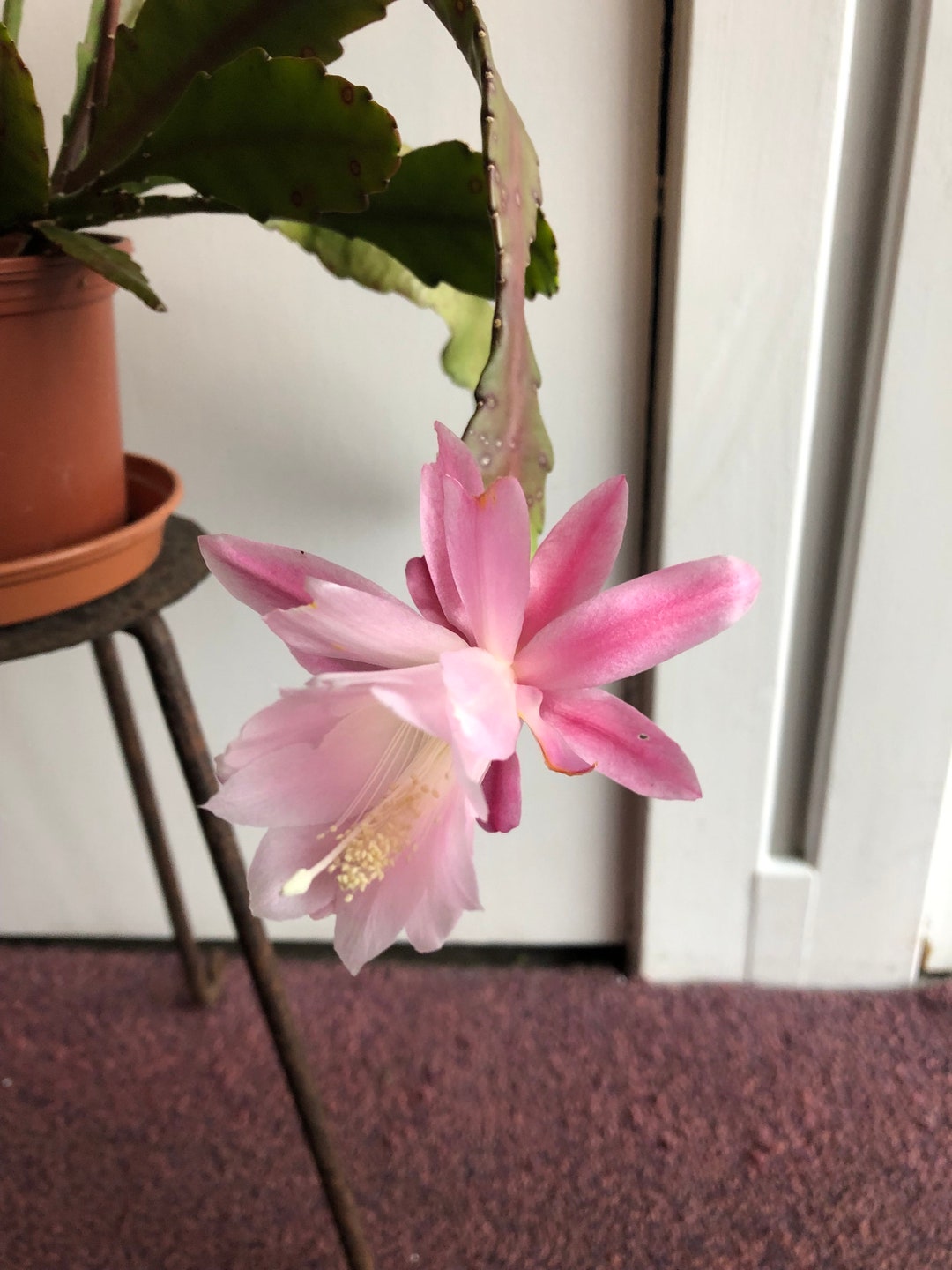 Epiphyllum ‘german Empress’ (rooted/unrooted Cutting) - - Disocactus ...