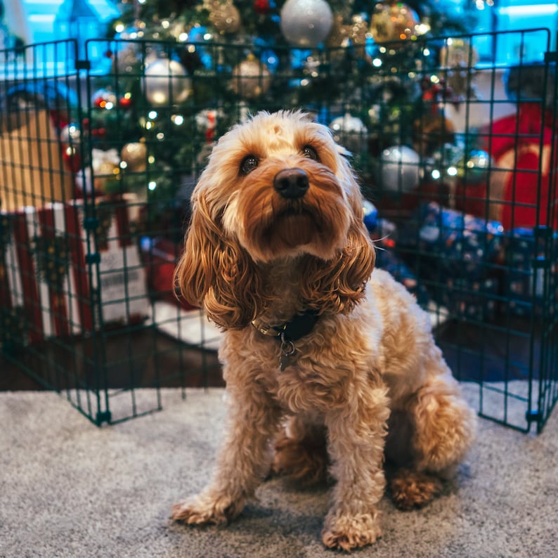 Christmas Tree Pet/dog Protector - Etsy
