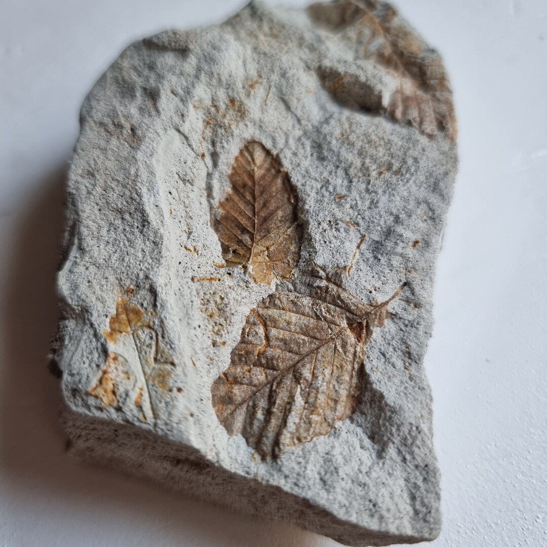 Leaf Fossil From Anatolia/ 5 Leafs - Etsy