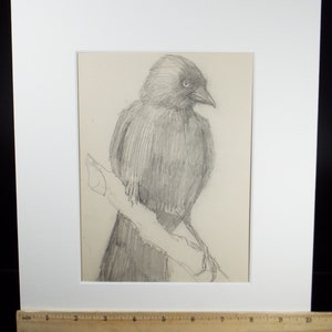 Original Pencil Sketch,'study of a Jackdaw', Leonard Leslie Brooke ...