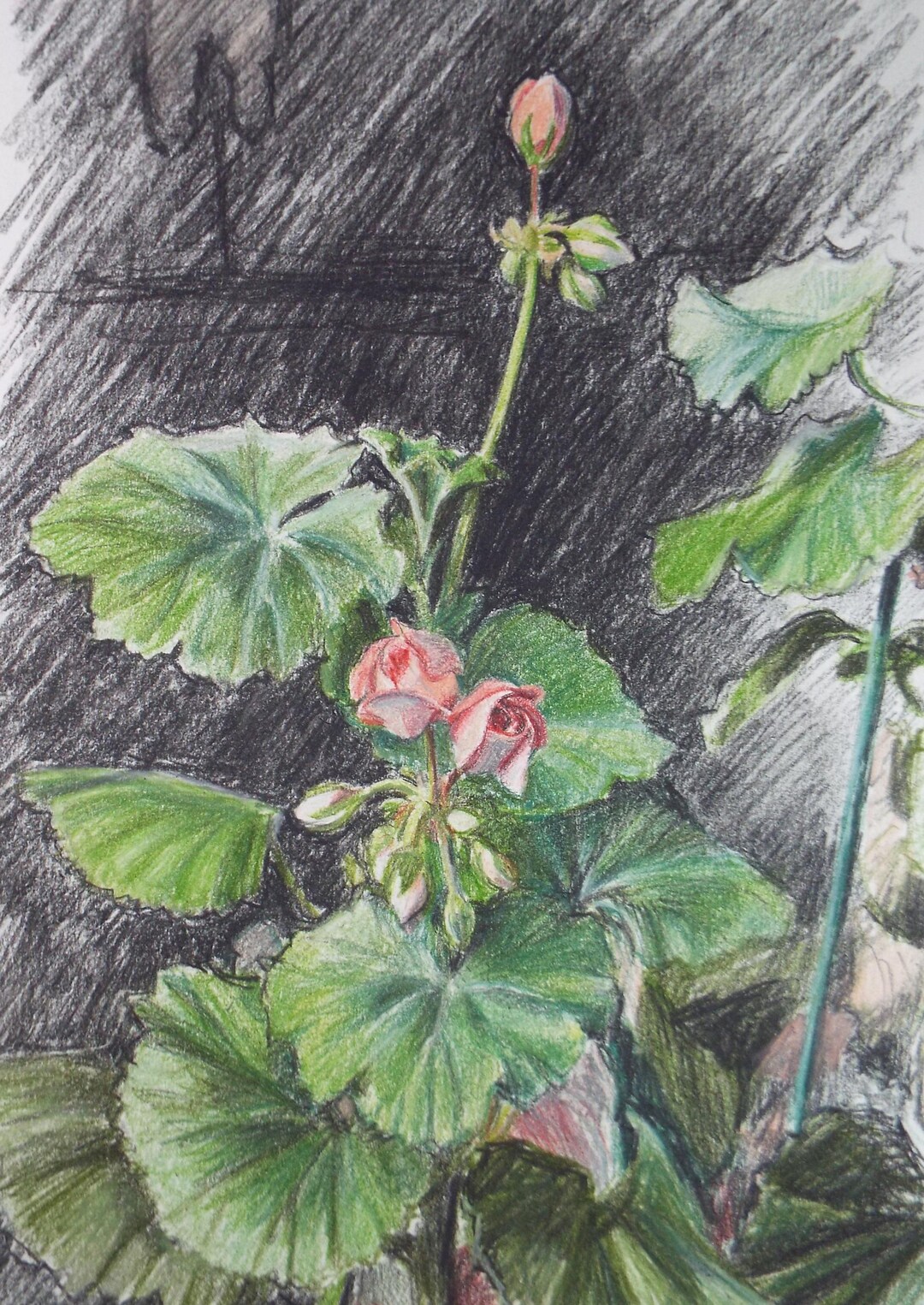 Original Pencil Drawing 'pelargoniums' by Pauline Plummer (b1933) - Etsy