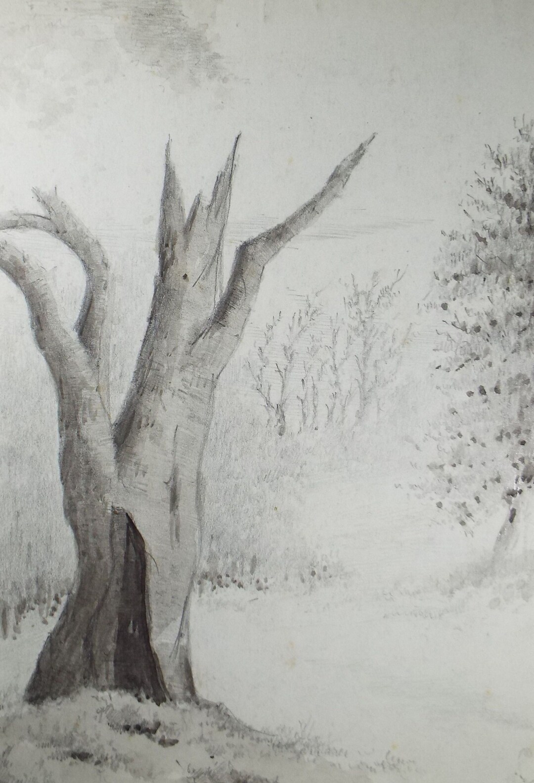 Original Ink and Wash 'the Lightning Tree' 1940's, A Simmons - Etsy