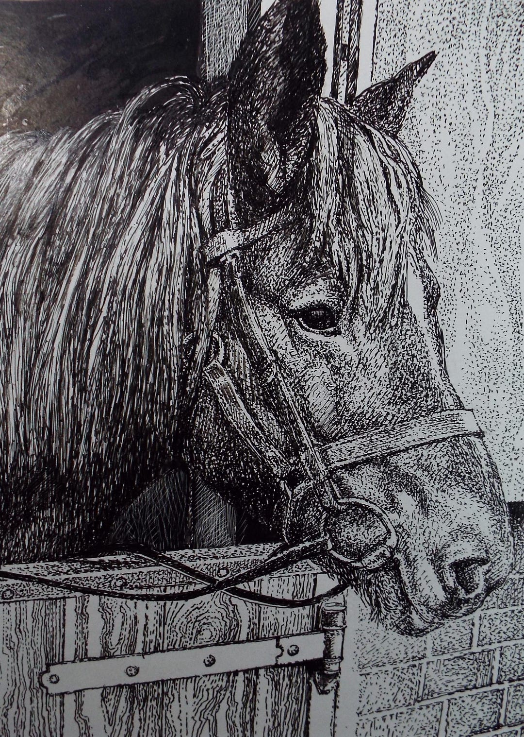 Original Scraperboard & Ink Drawing, 'nutmeg in Her Stable', Lorraine ...