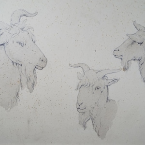 Original Pencil Drawing: Goat Head Studies, E.W. Willson (1872) - Etsy