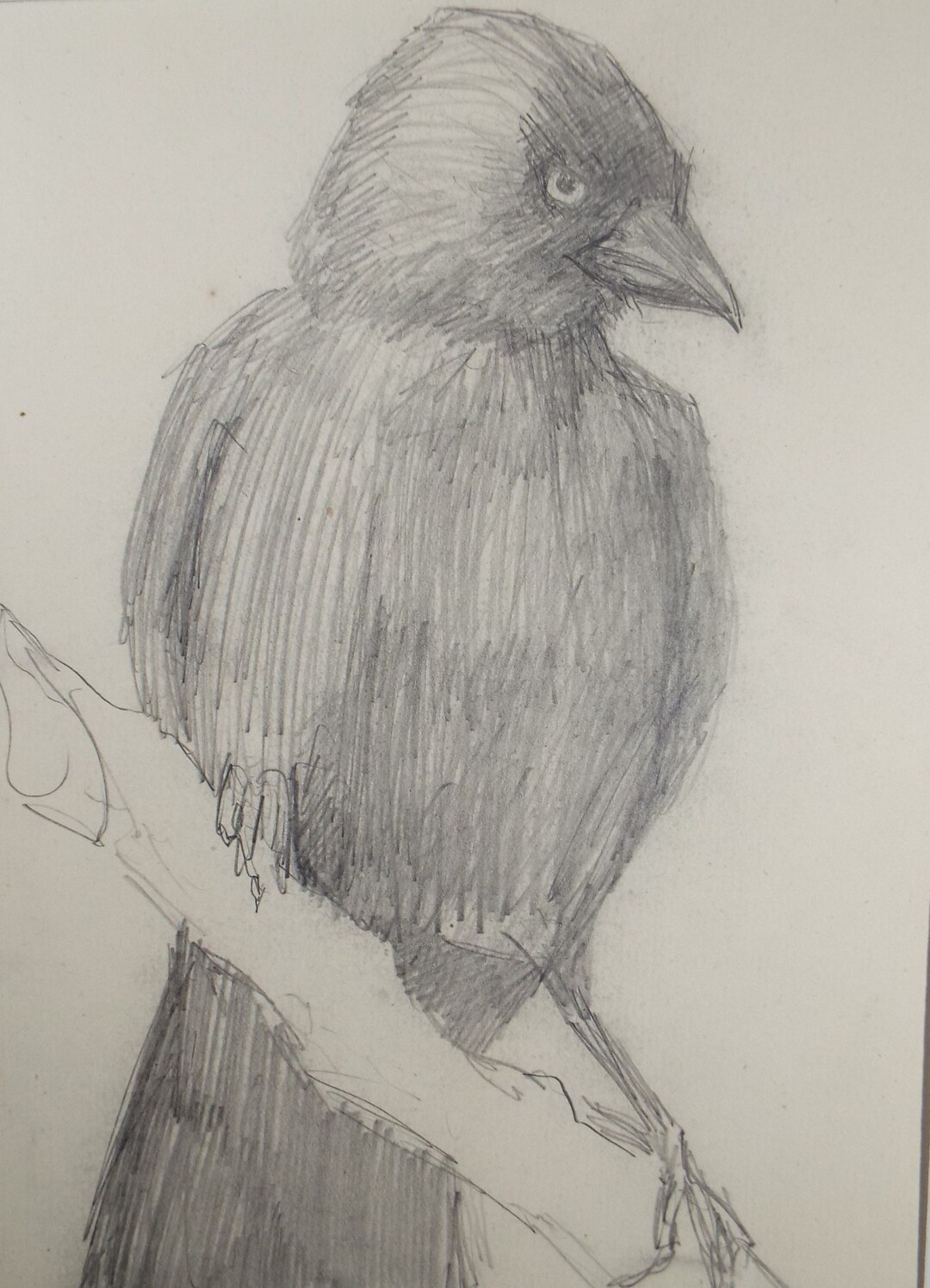 Original Pencil Sketch,'study of a Jackdaw', Leonard Leslie Brooke ...