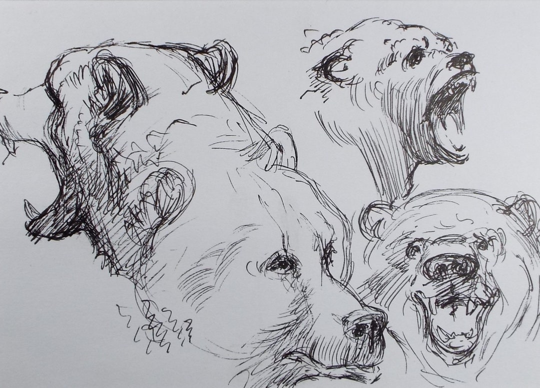 Original Pen & Ink, 'bear Study', Circa 1990's , John Williams (20th ...