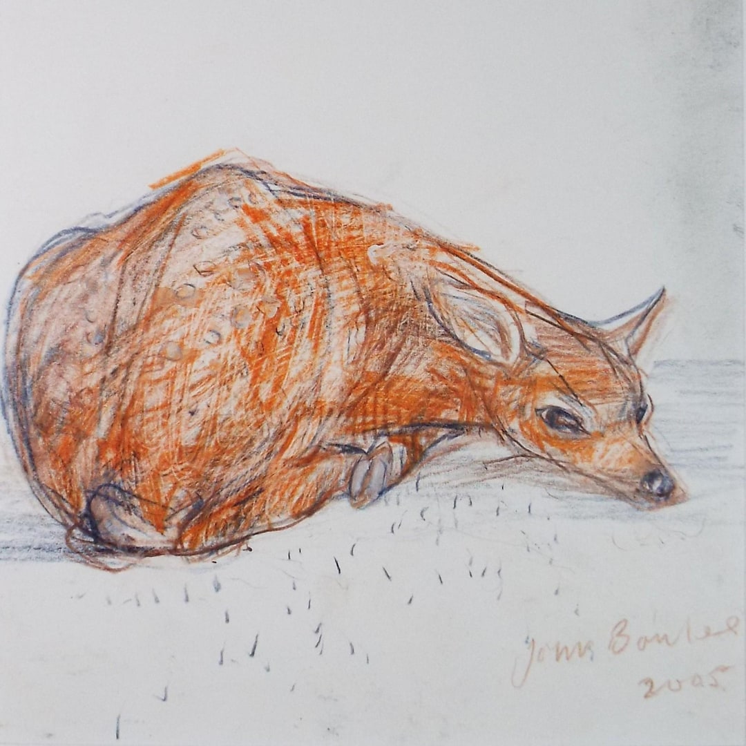 Original Coloured Pencil,'fawn', 2005, John Gilbey Bowles (1929-2011 ...
