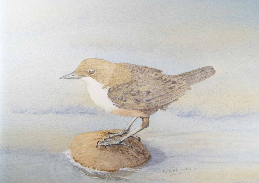 Original Watercolour, 'dipper', Circa 1980's, Ian R Hornsby - Etsy