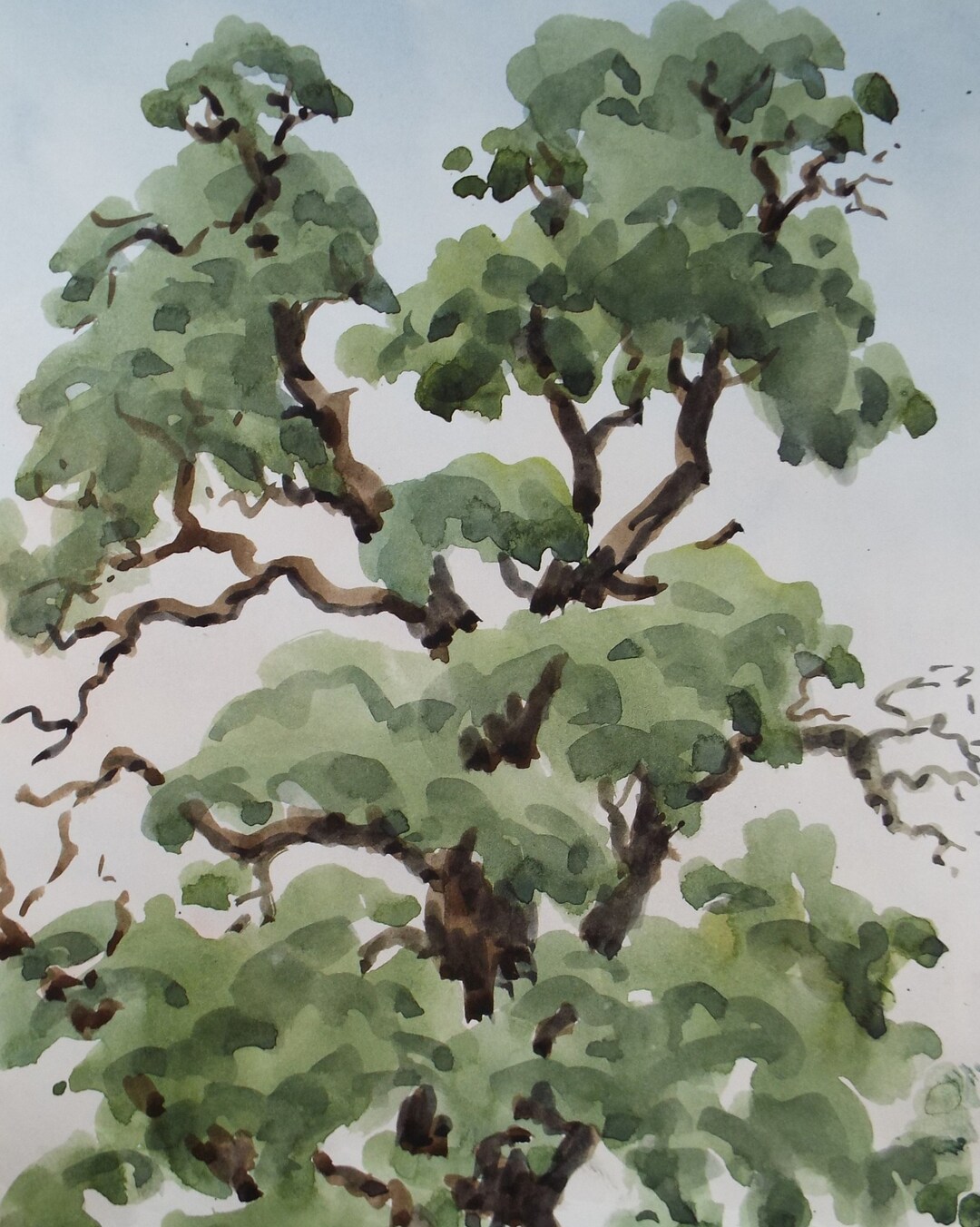 Original Watercolour, 'kew - Tree Study', George Godfrey, Circa 1970's ...