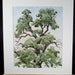 Original Watercolour, 'kew Tree Study', George Godfrey, Circa 1970's - Etsy