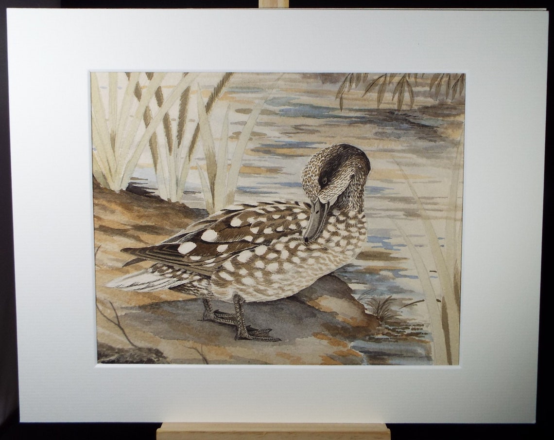 Original Watercolour, 'marbled Duck', Jean Maillard 1901-1993 - Etsy