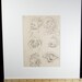 Original Pencil Sketch, 'baby Studies', Susan Beatrice Pearce (1878 ...