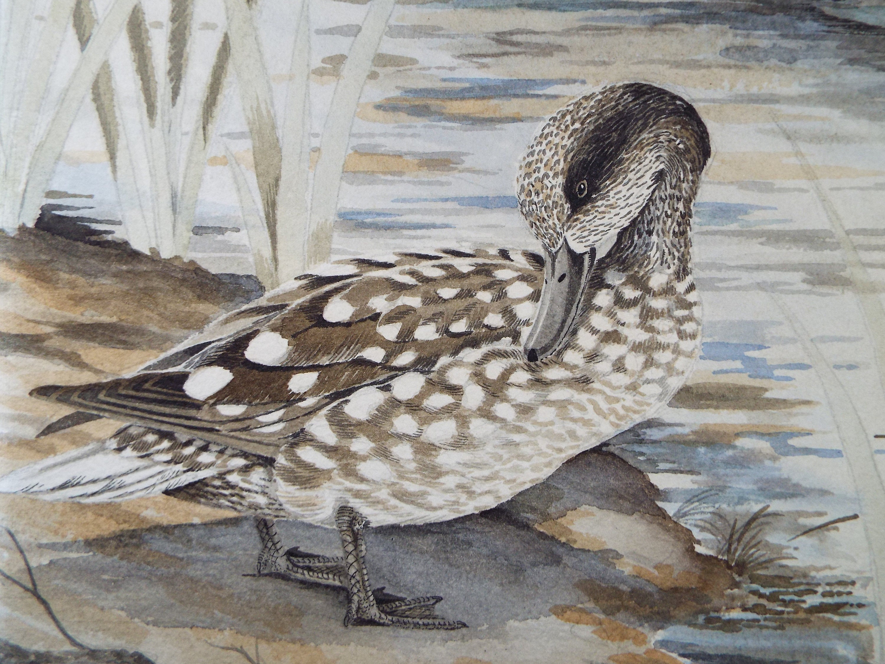 Original Watercolour, 'marbled Duck', Jean Maillard 1901-1993 - Etsy