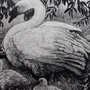 Original Scraperboard Drawing, 'mute Swan With Signets', Lorraine ...