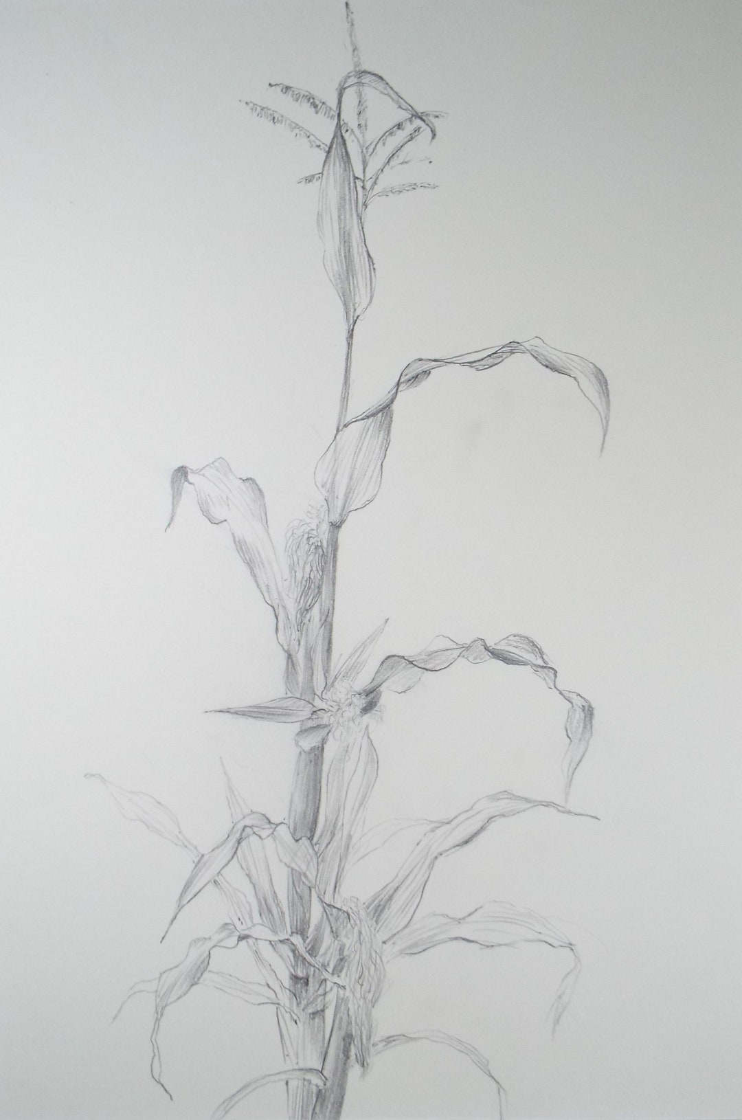 Original Pencil Drawing 'study of Corn', Leslie Duxbury ARCA (1921-2001 ...