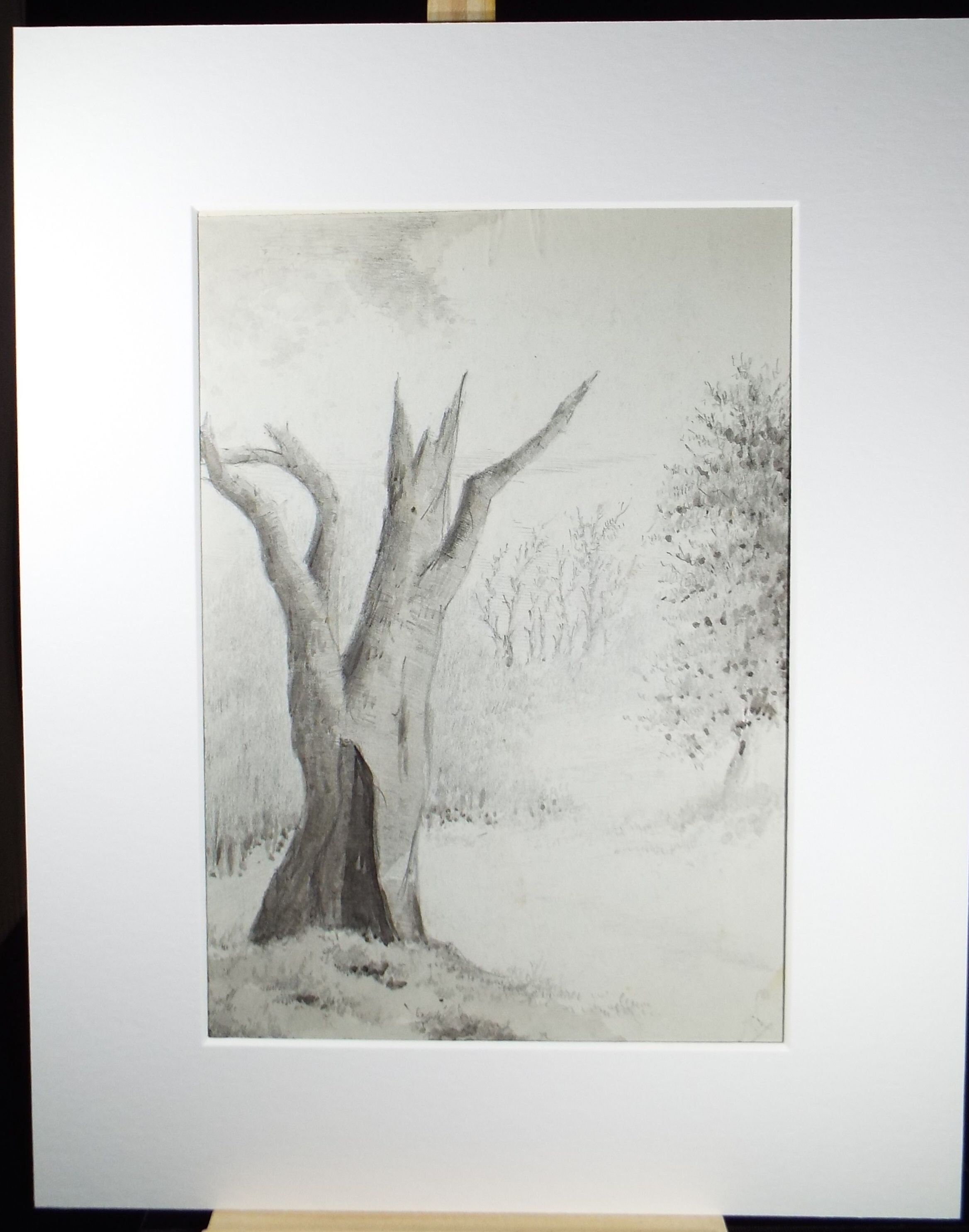 Original Ink and Wash 'the Lightning Tree' 1940's, A Simmons - Etsy