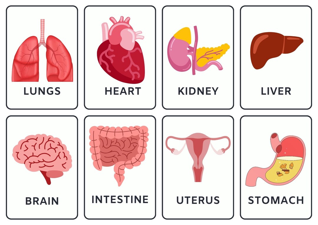 Human Organs Printables - Etsy UK