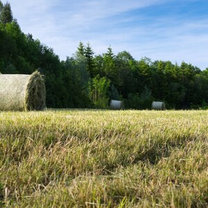 Fresh, Green, Soft, Timothy Hay for Rabbits, Bunnies, Guinea Pigs ...