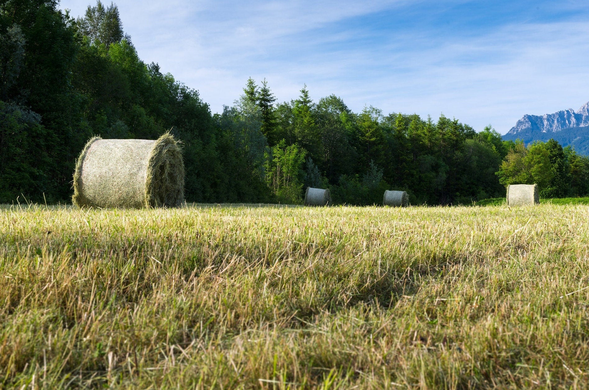 Fresh, Green, Soft, Timothy Hay for Rabbits, Bunnies, Guinea Pigs ...