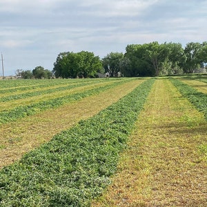 Fresh, Green, Soft, Timothy Hay for Rabbits, Bunnies, Guinea Pigs ...