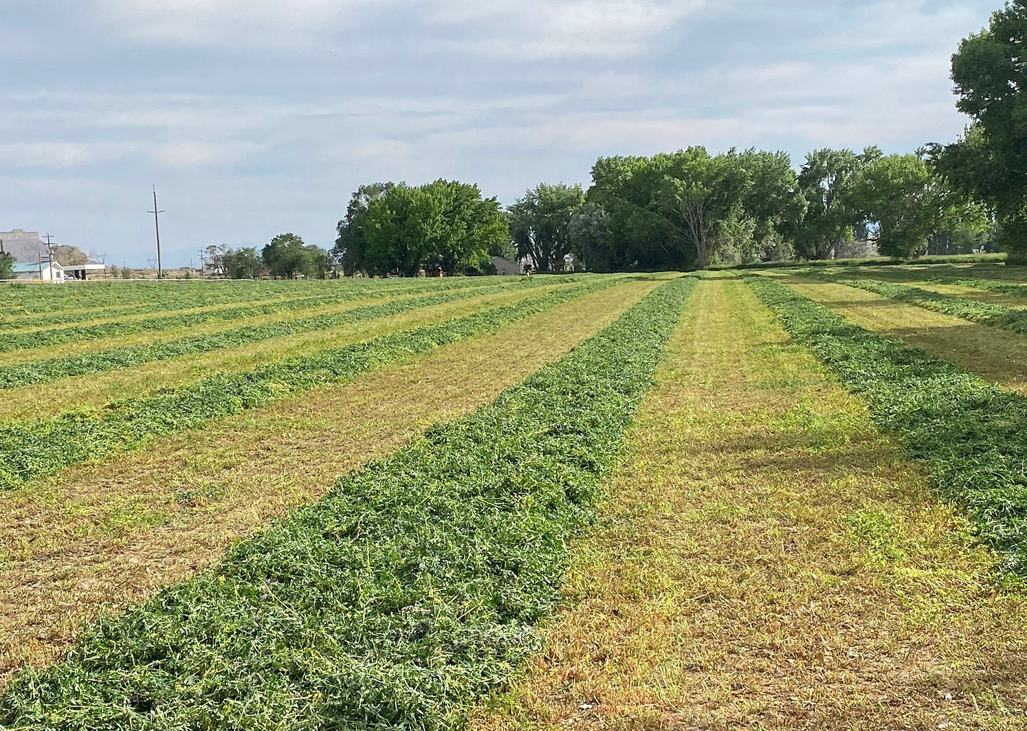 Fresh, Green, Soft, Timothy Hay for Rabbits, Bunnies, Guinea Pigs ...