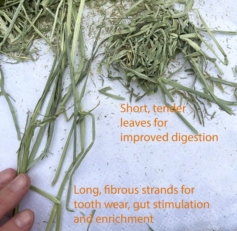Fresh, Green, Soft, Timothy Hay for Rabbits, Bunnies, Guinea Pigs ...
