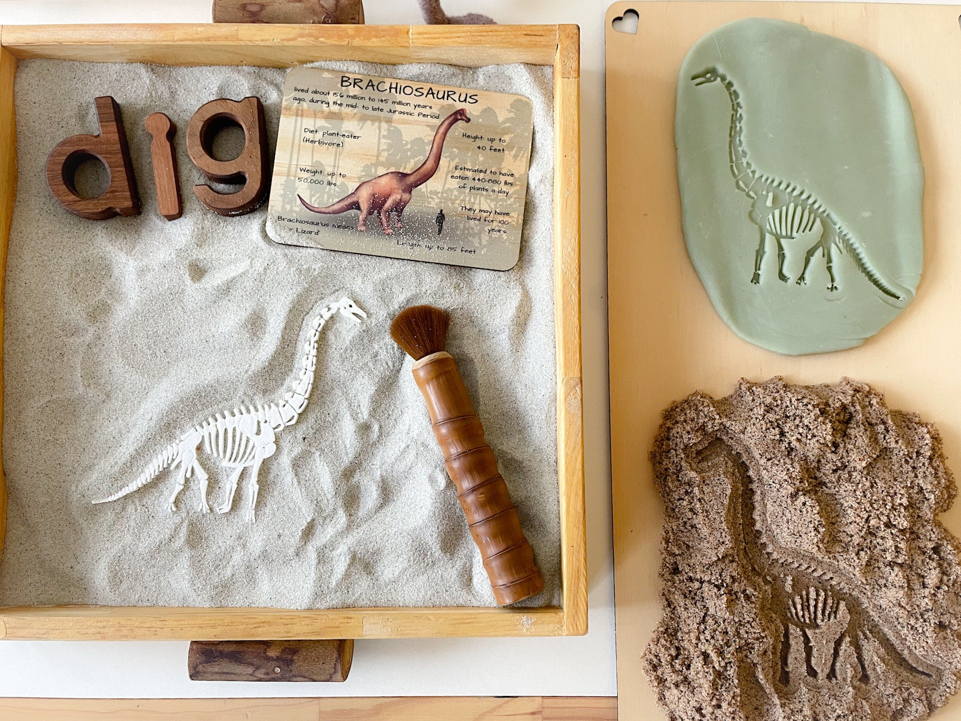 Plant Fossils For Kids