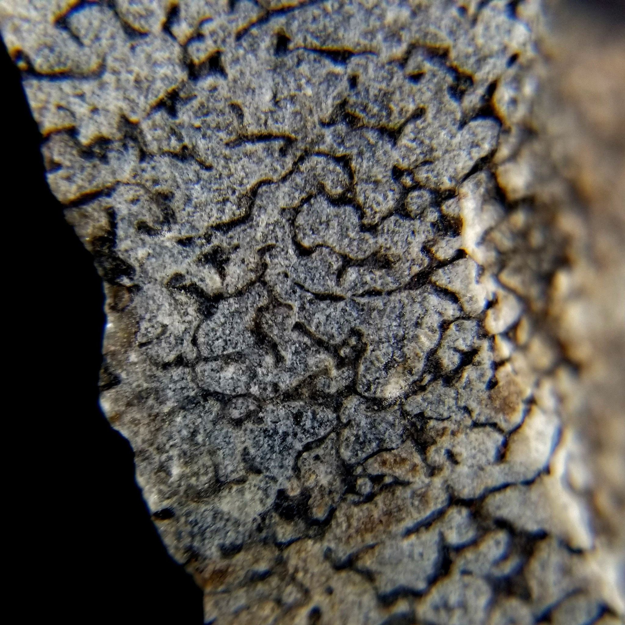 Dinosaur Bone Chunk Real Fossil Jurassic Dinosaur 112 to - Etsy