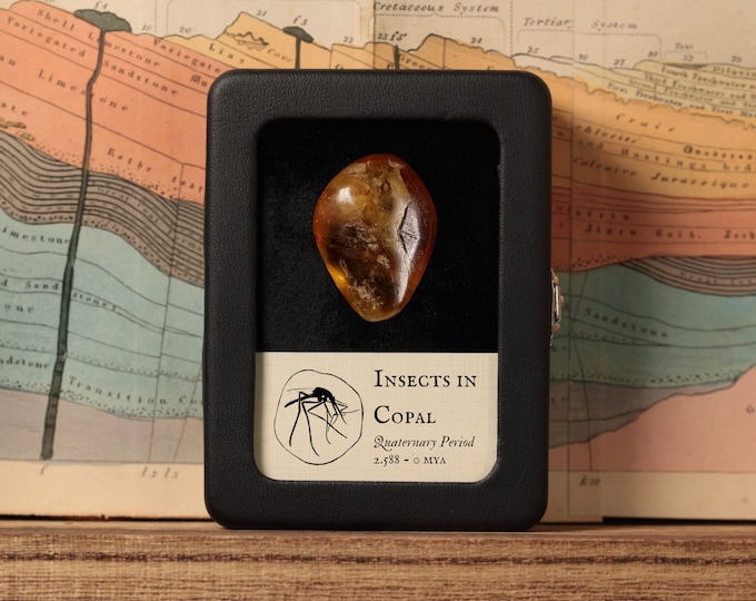 Insects in Copal, Quaternary Period, up to 2.5 Million Years Old - Etsy