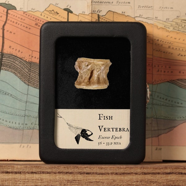 Fish Vertebrae - Etsy