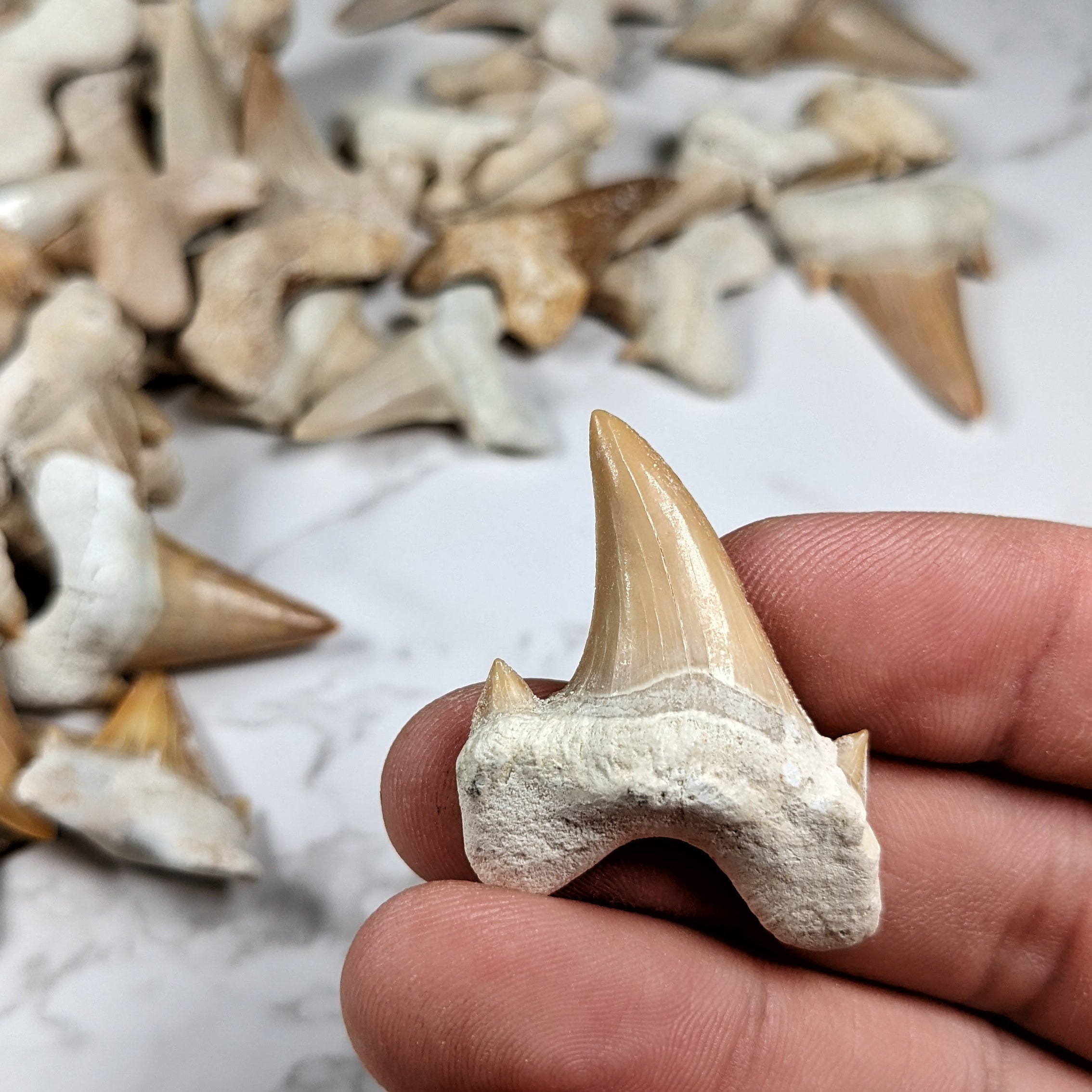 Otodus Shark Tooth Real Fossil in Display Box Eocene Epoch - Etsy